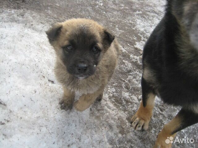 Щенки ждут своего своего Хозяина -Друга