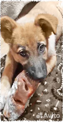 Щеночек Ника 4 мес