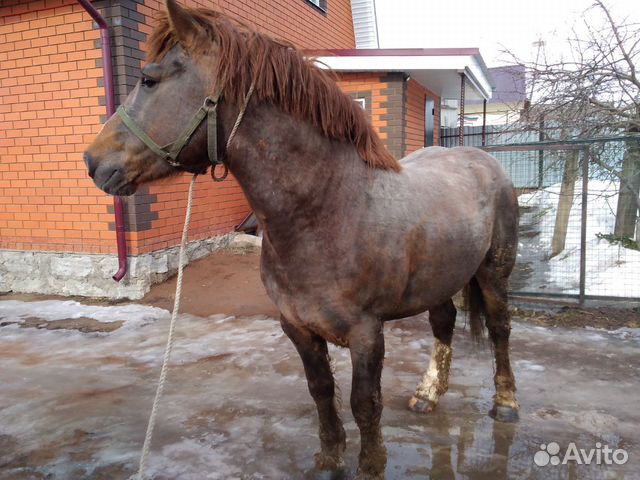 Жеребец и кобыла