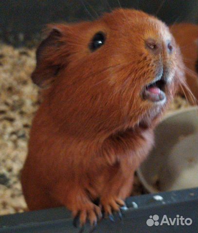 Морские свинки, 2 самки, 1.5 годика