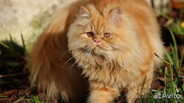 Персидский Кот для вязки