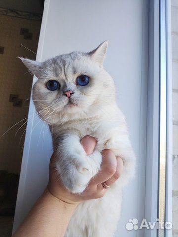 Котенок золотая шиншилла колор поинт