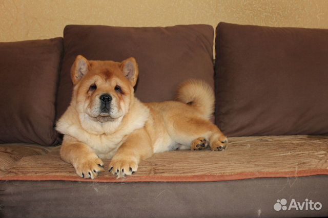 Рыжий мальчик смуф