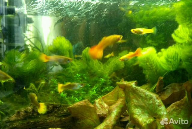 Гуппи жёлтые, молодняк