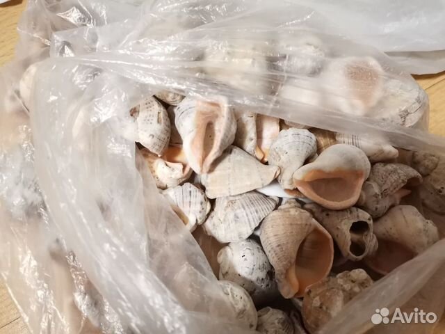 Ракушки морские, без запаха