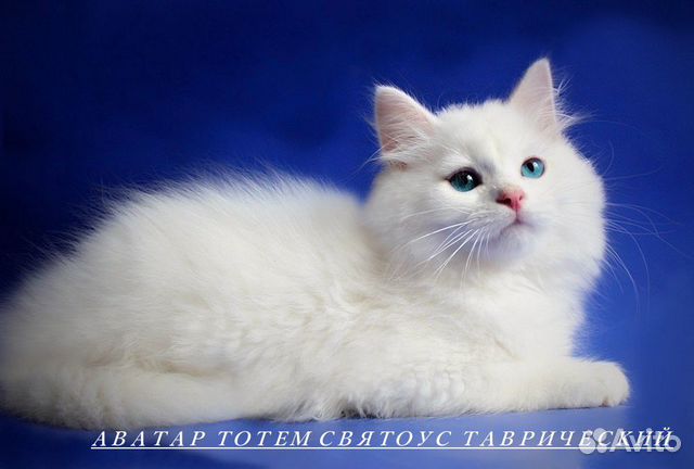 Голубоглазый котик очаровашка