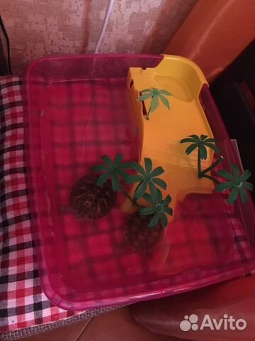 Отдам бесплатно черепах