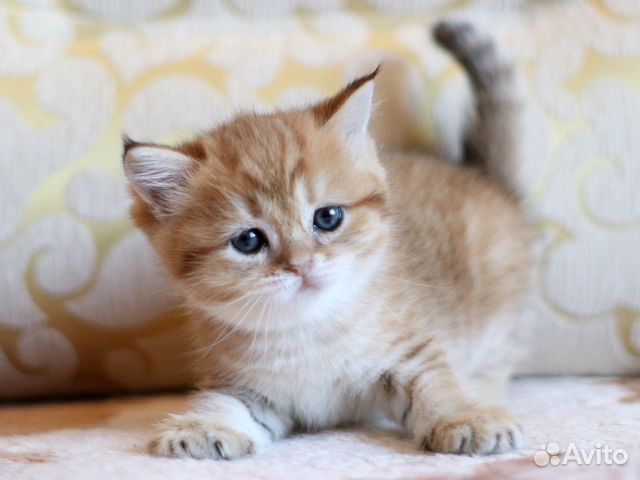 Роскошный котик страйт золотого окраса