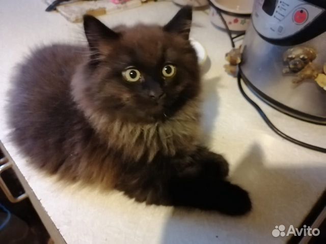 Котик в добрые руки