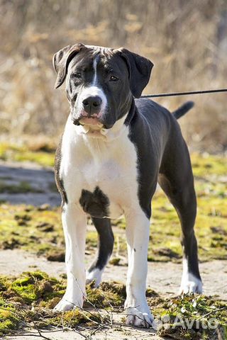 Щенок американского стаффордширского терьера