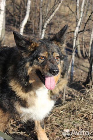 Пёс Орион в добрые руки