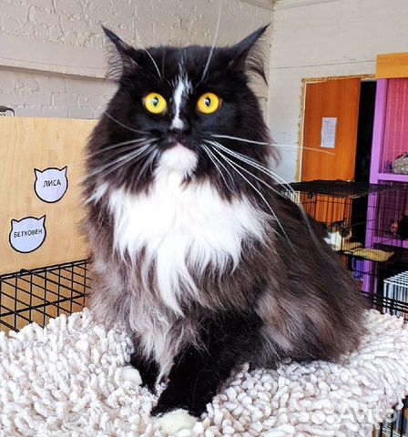 Кот Пух, 2.5 года (из приюта)