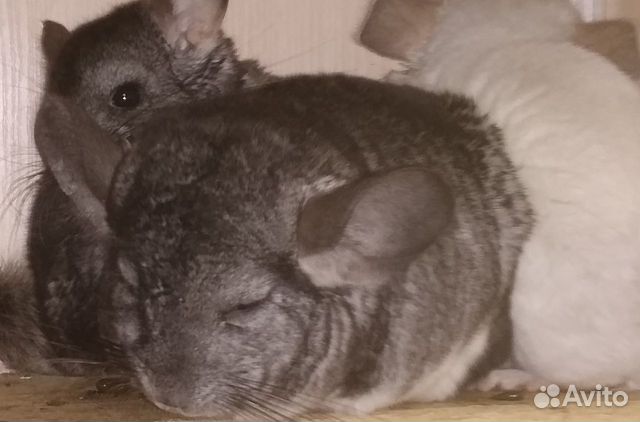 Шиншиллята