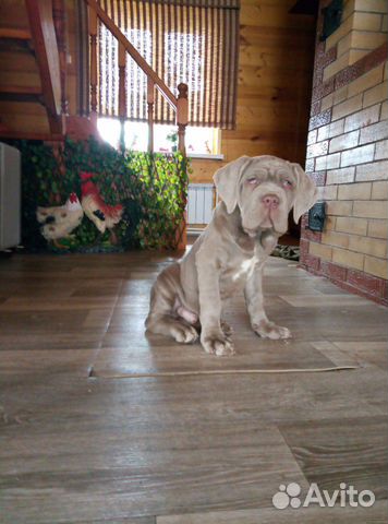 Мастино мальчики