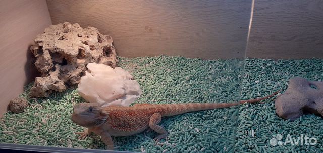 Бородатая агама