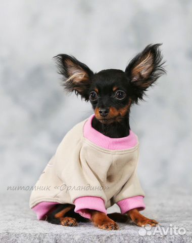 Рикардо - игрушечный мальчик. От чемпионов