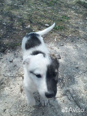 Щенок ищет дом