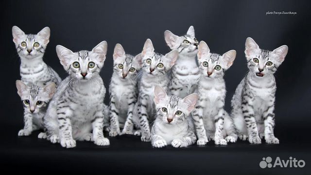 Котята породы "Египетская Мау"