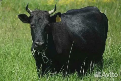 Корова Швиц