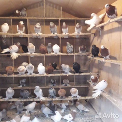 Голуби азиаты