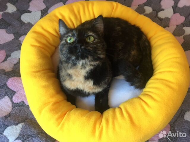 Кошечка Бася