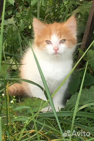 Шикарный котёнок Пушок, 2 мес., в дар