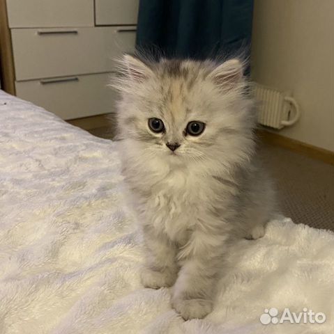 Снежная королева