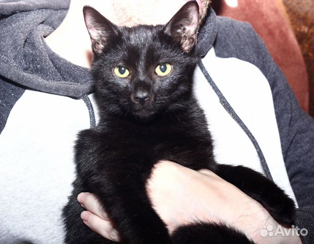 Черные котята 3 месяца