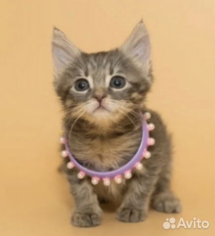 Крошка котёнок Мия 1,5 месяца в добрые руки