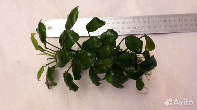 Анубиас карликовый