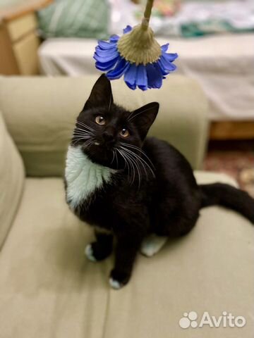 Котёнок- Черно белый комочек кошачьего счастья