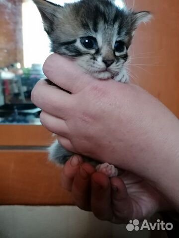 Курильский бобтеил