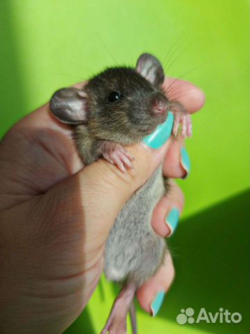 Крыска Девочка Дамбо