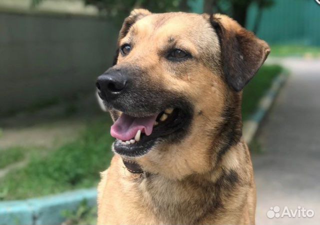 Собака в дар