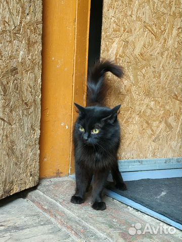 Кошка небольшая стерилизована 1 год