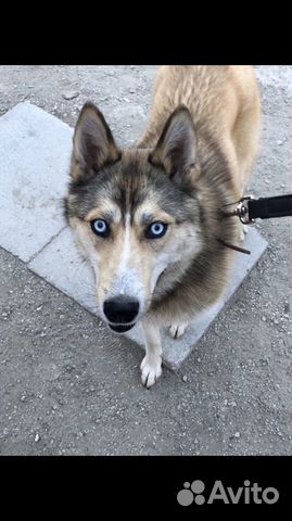 Сибирский хаски