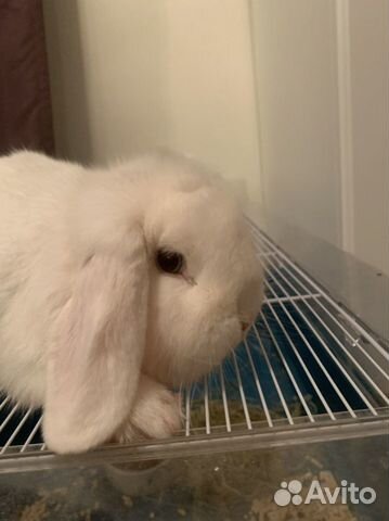 Кролик белый вислоухий