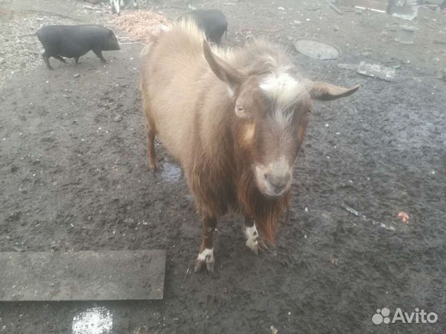 Козёл чех производитель