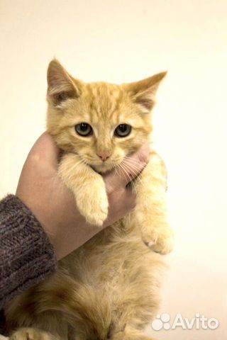 Марсик - меховой гражданин в поисках семьи