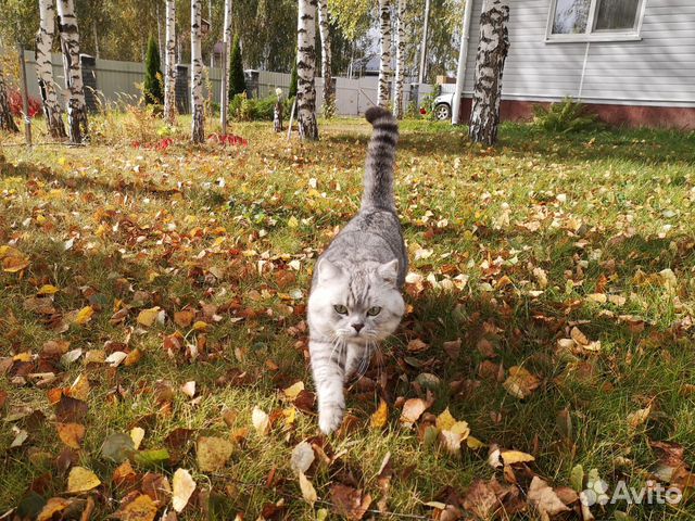 Вязка кота