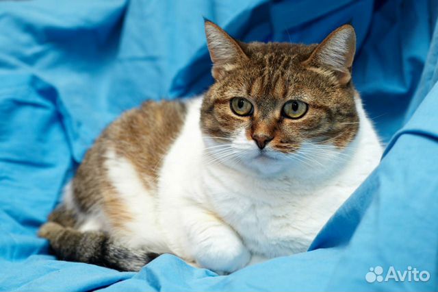 Муся, оставили в переноске с запиской