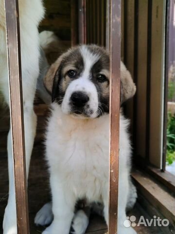 Щенок 2,5 мес