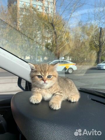 Котята Скотиш Страйт