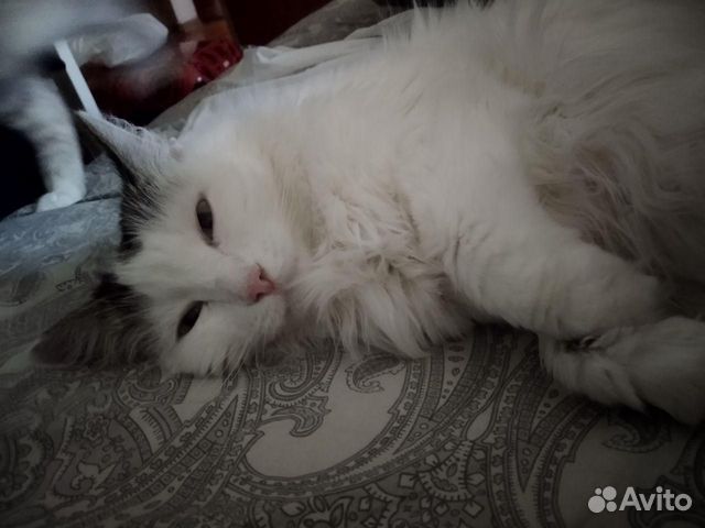 Отдам кошку на дожитие с содержанием