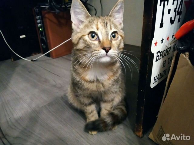 Котенок девочка