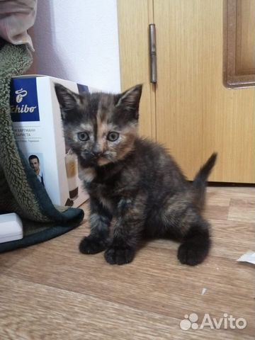 Котята приносящие удачу