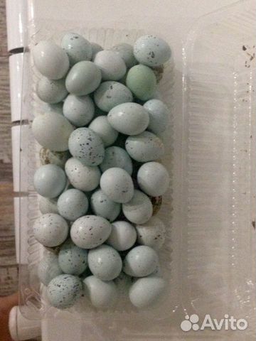 Инкубационное яйцо селадона (целадона)