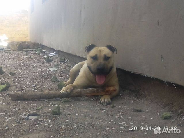 Вязка амстафф