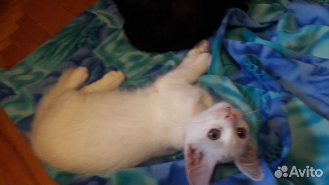 В добрые руки котята