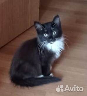 Подобран брошенный на даче котенок 2 мес